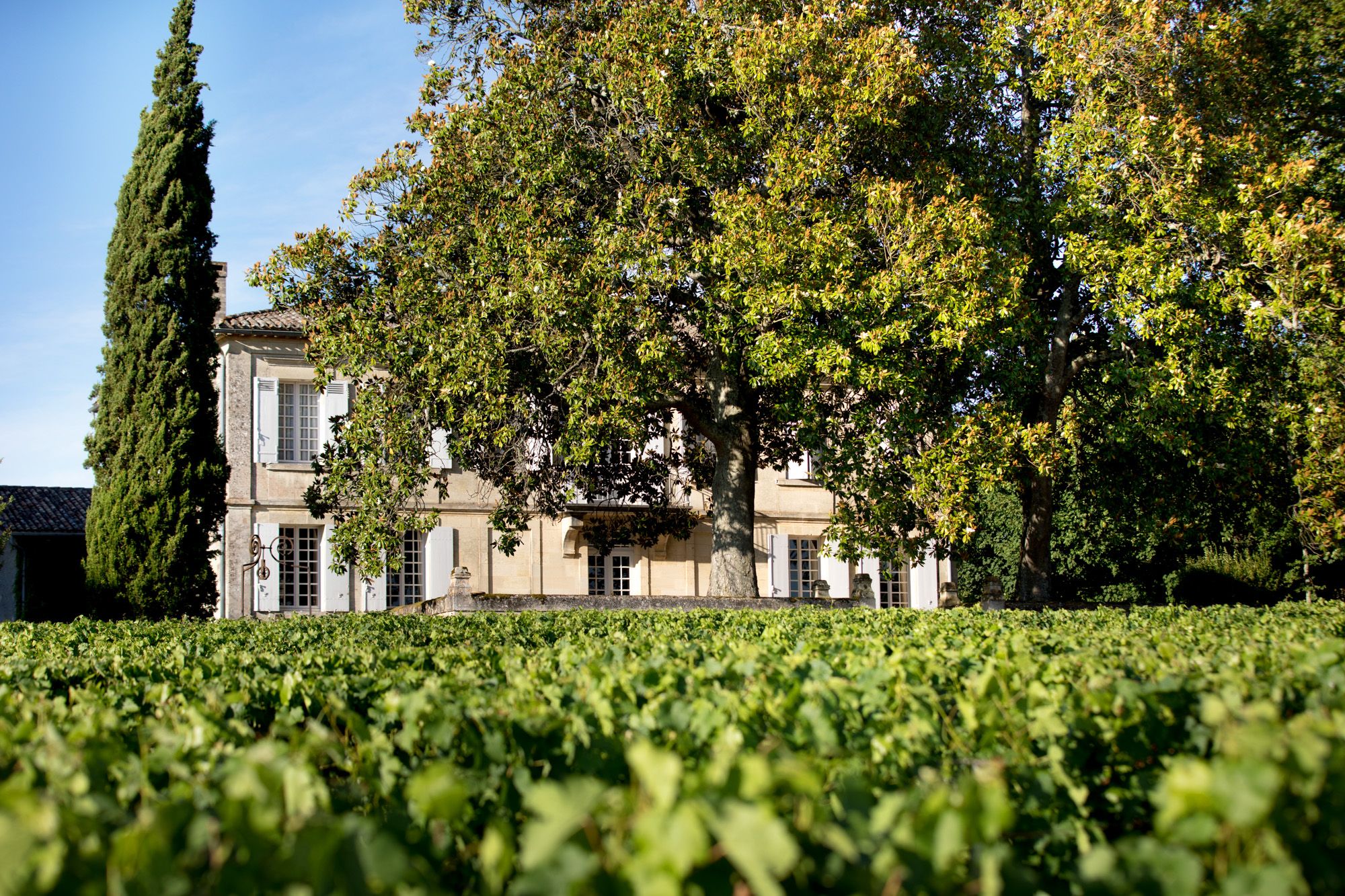 PIOU par Daugay - Les Vins de Saint-Émilion
